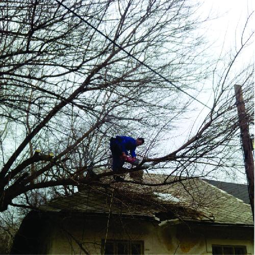 Toaletari Arbori, Sc Accentalpin Srl