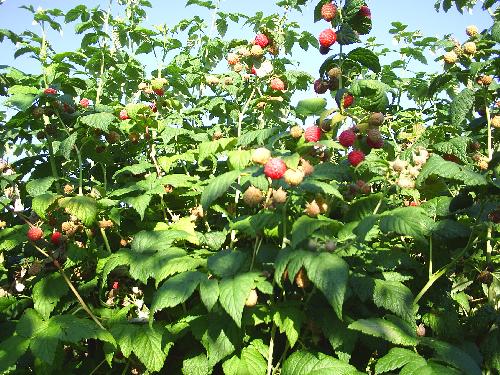 Drajoni De Zmeura, Zmeura Certificata, Zmeura Cayuga, Sc Strong Berry Srl