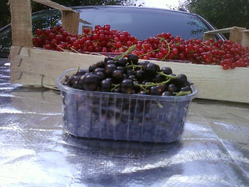 Coacaze Negre, Sc Strong Berry Srl