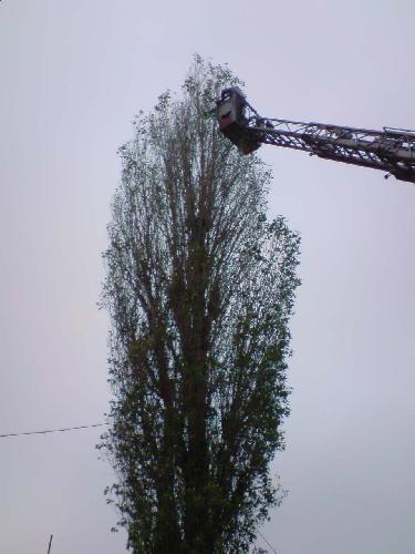 Toaletari Arbori, Giros Construct Srl