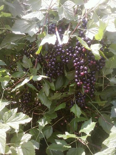 coacaze negre | fructe de padure