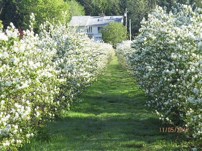 Plante Afin Canadian Saskatoon | Plante Afin Canadian Saskatoon