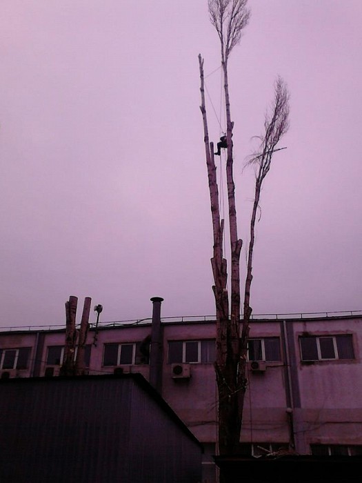 defrisari | defrisari si toaletari copaci