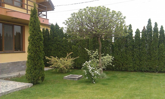 Gazon rulou | Produse