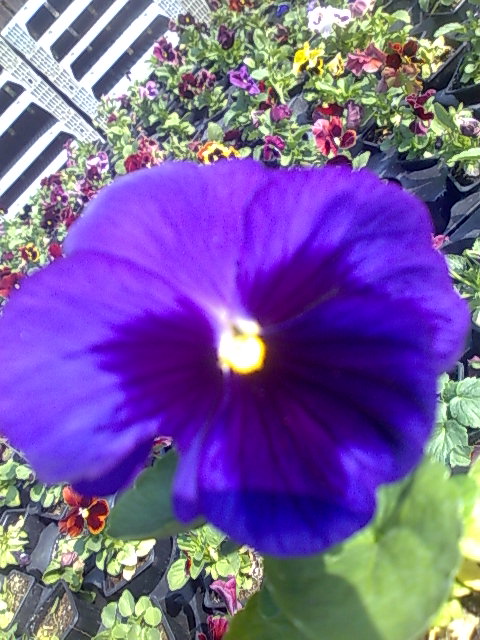 Panselute Curgatoare, Producator, Biosolaris - Producator Plante