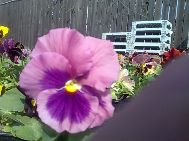 Panselute Curgatoare, Producator, Biosolaris - Producator Plante