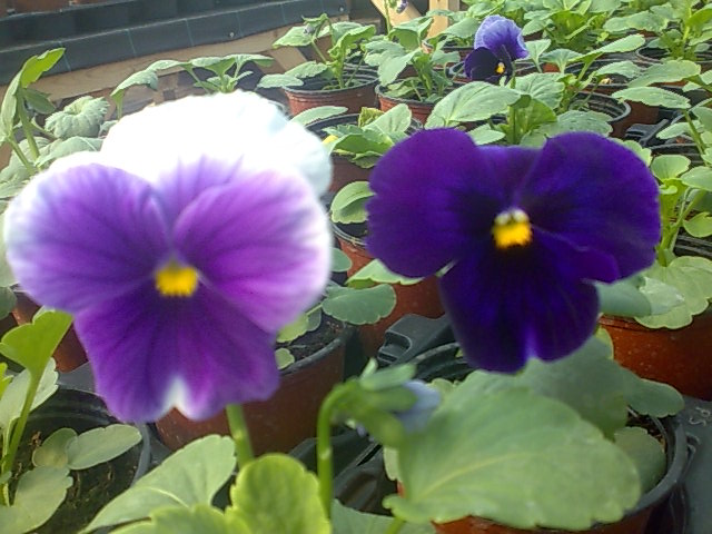 Panselute Multicolore, Producator, Biosolaris - Producator Plante