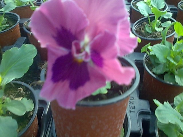 Panselute Multicolore, Producator, Biosolaris - Producator Plante