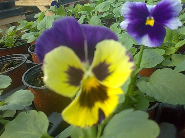 Panselute Multicolore, Producator, Biosolaris - Producator Plante