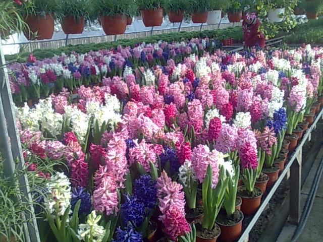 Zambile la ghiveci direct producator | Flori Ghiveci