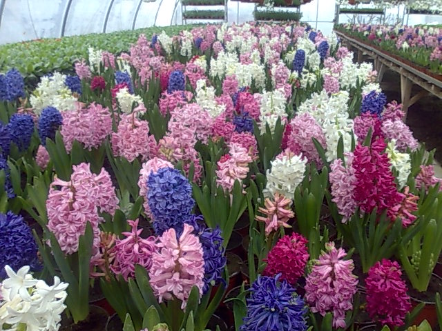 Zambile La Ghiveci Direct Producator, Producator, Biosolaris - Producator Plante