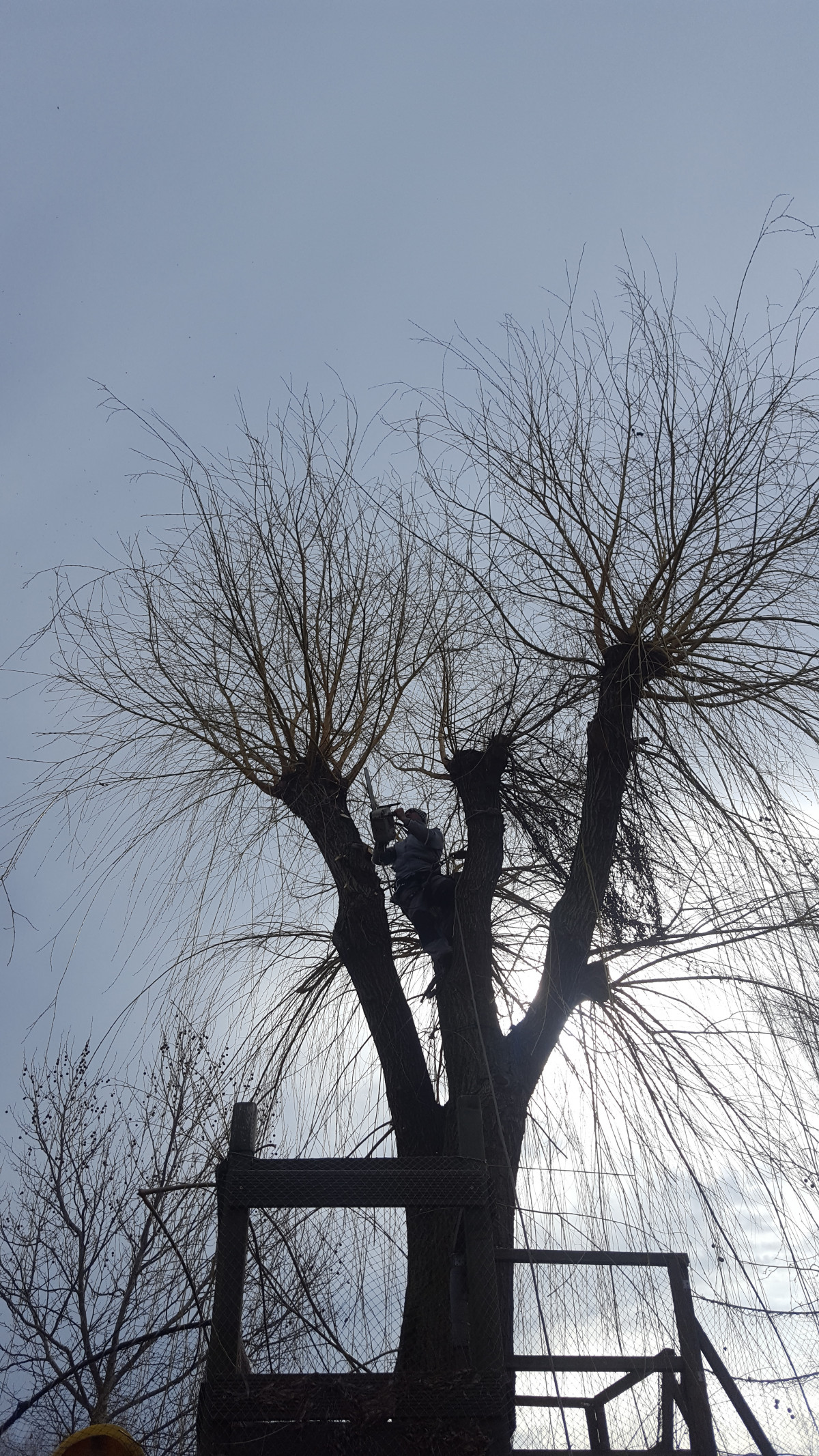 Toaletare Arbori, S.c. A.u.r. Alpin Media S.r.l