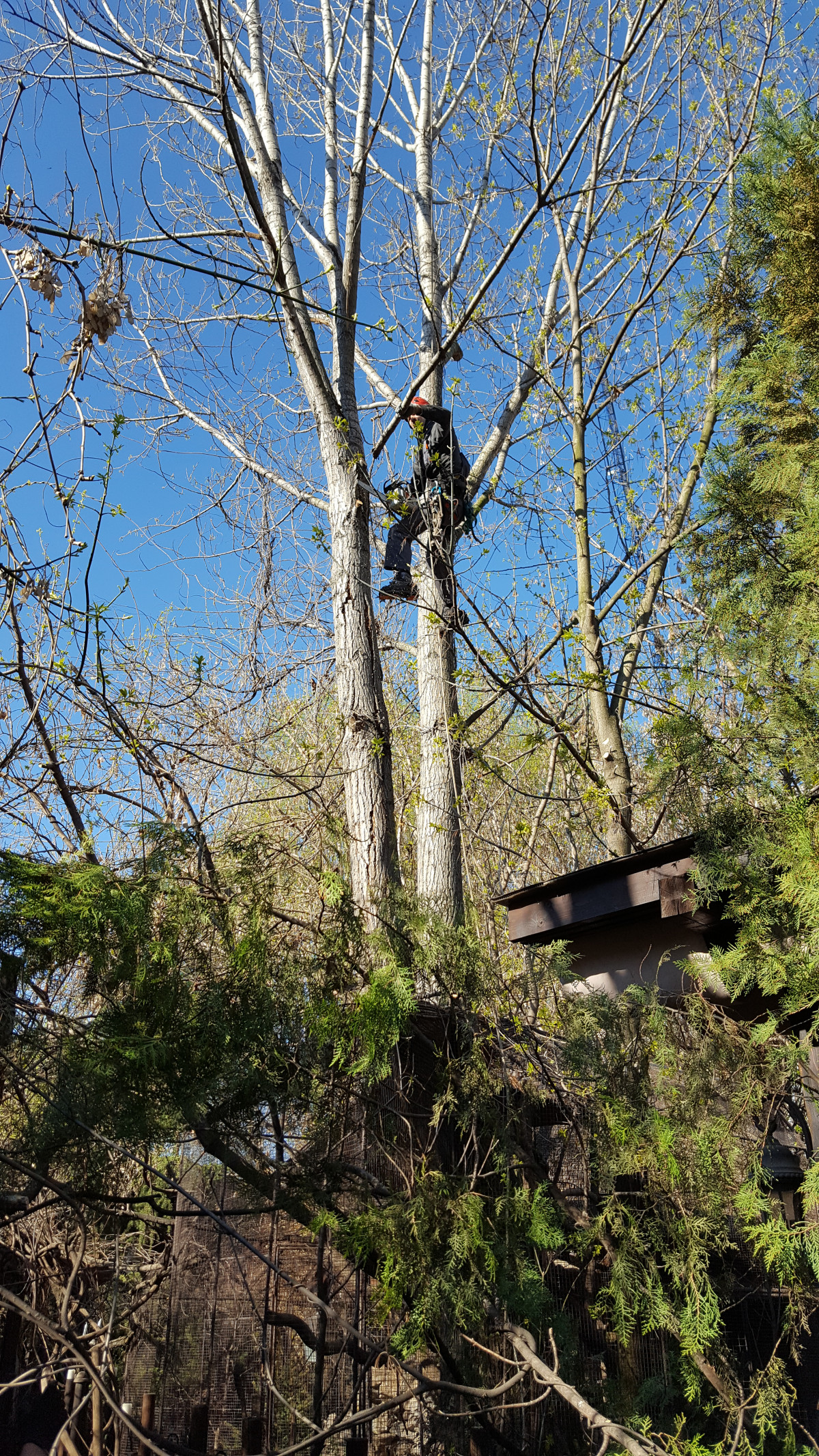 Toaletare Arbori, S.c. A.u.r. Alpin Media S.r.l