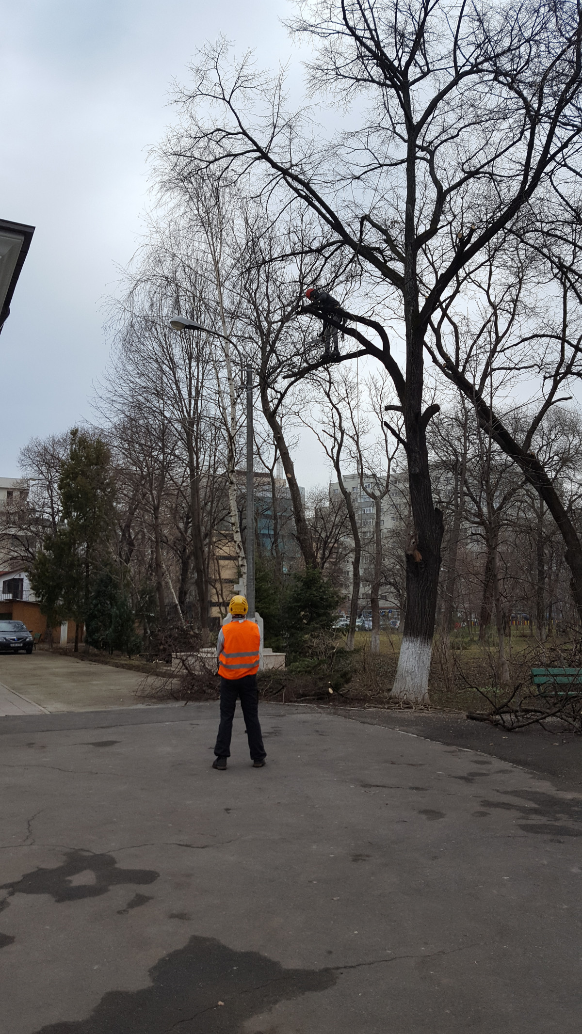 Defrisare Si Toaletare Arbori, S.c. A.u.r. Alpin Media S.r.l