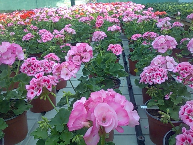 Flori Muscate Curgatoare, Producator, Biosolaris - Producator Plante