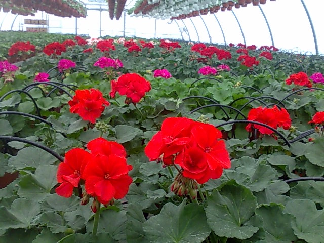 Flori Muscate Curgatoare, Producator, Biosolaris - Producator Plante