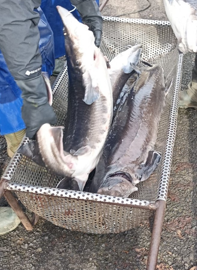 Vand Si Livreaz Sturion,ferma Sturion,vindem Sturion,morun Proaspat ...