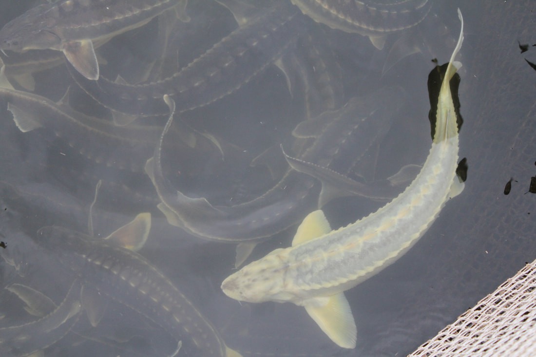 Vand Si Livreaz Sturion,ferma Sturion,vindem Sturion,morun Proaspat ...