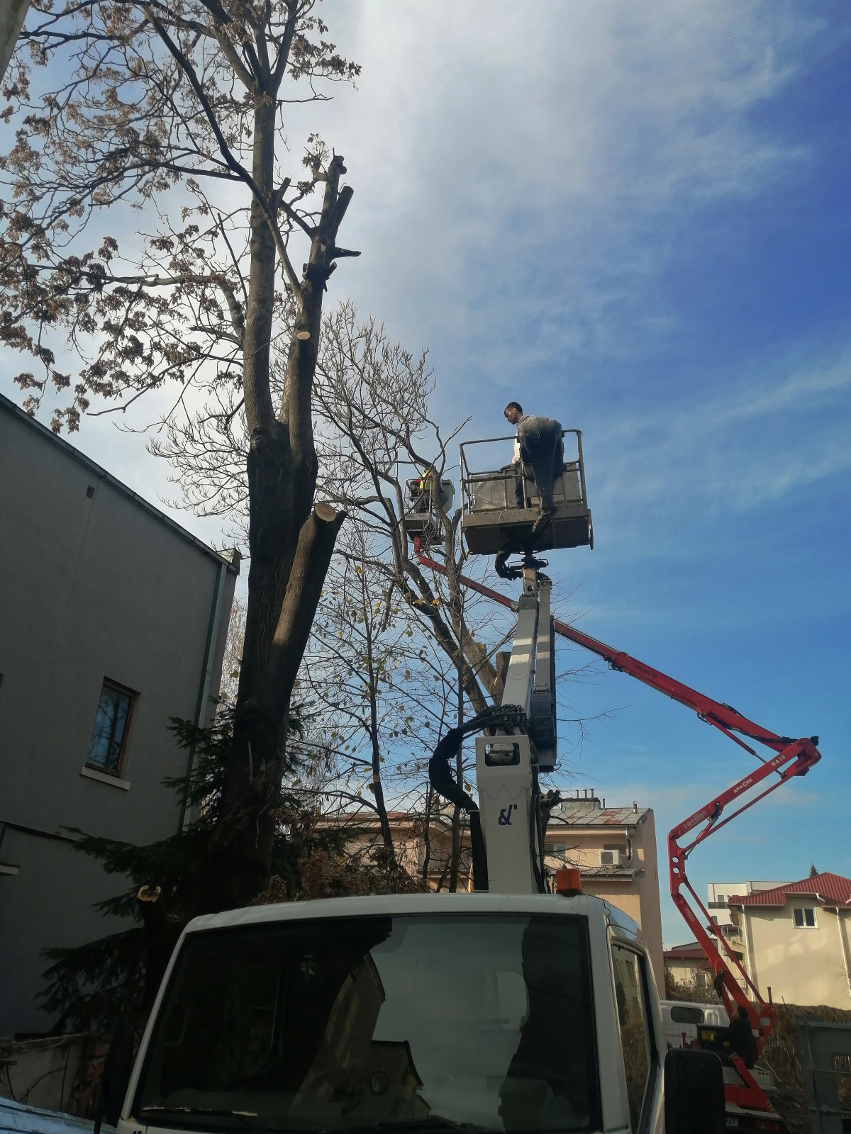 Taiere/toaletare Copaci,defrisare Curatare Terenuri, Standard Design ...