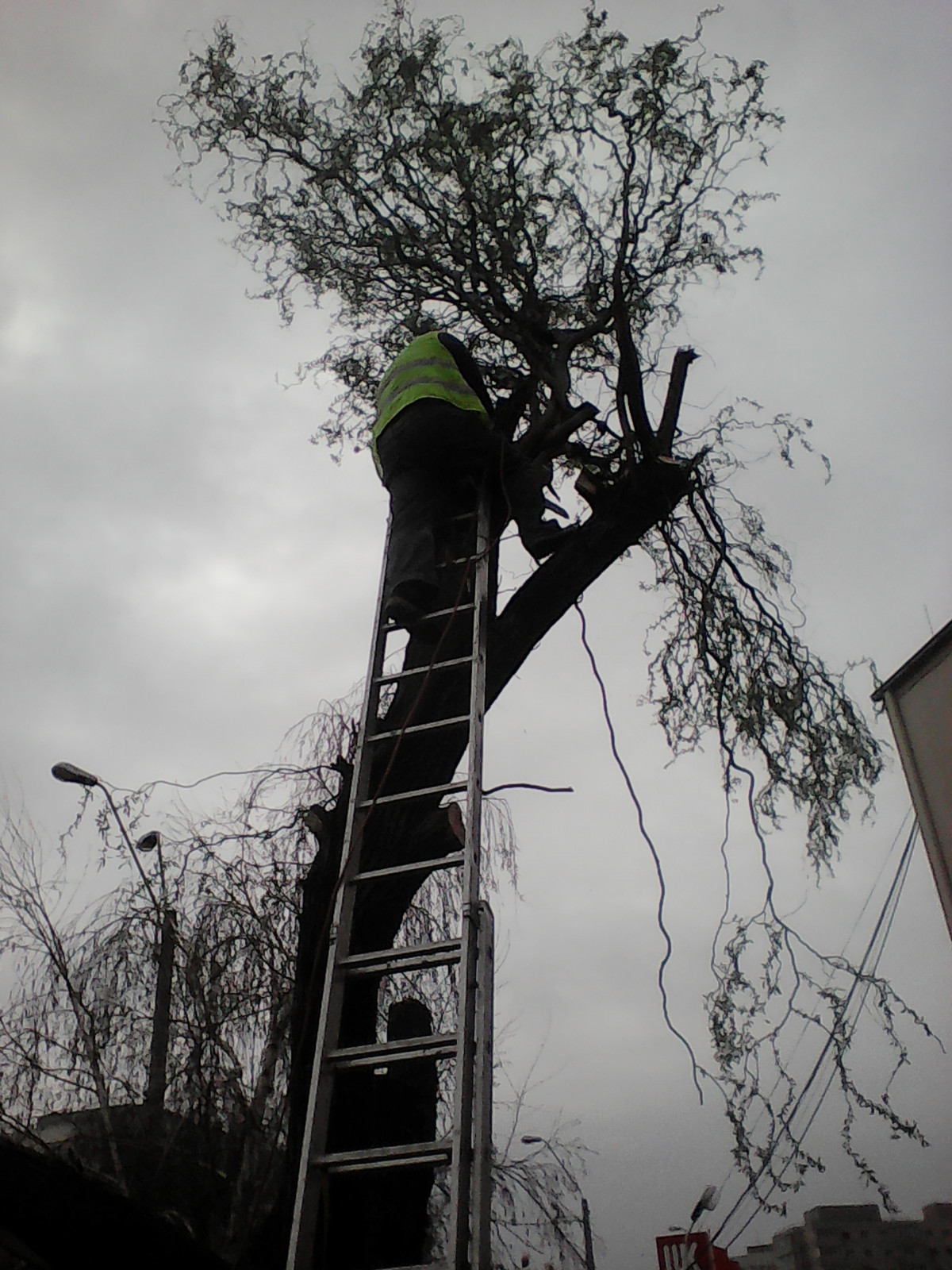 Taiere/toaletare Copaci,defrisare Curatare Terenuri, Standard Design ...