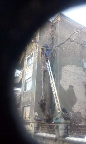 Taiere/toaletare Copaci,defrisare Curatare Terenuri, Standard Design ...