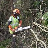 Toaletari Arbori, Perfect Style Srl