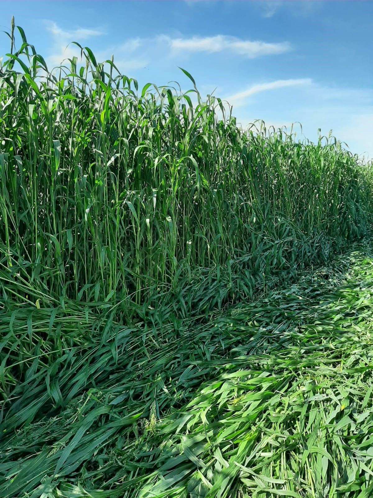 Iarba De Sudan Si Sorg Multiple Coase Anuale, Importator, Aldemo Tqm Srl