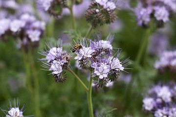 Facelia Seminte Planta Melifera, Importator, Aldemo Tqm Srl