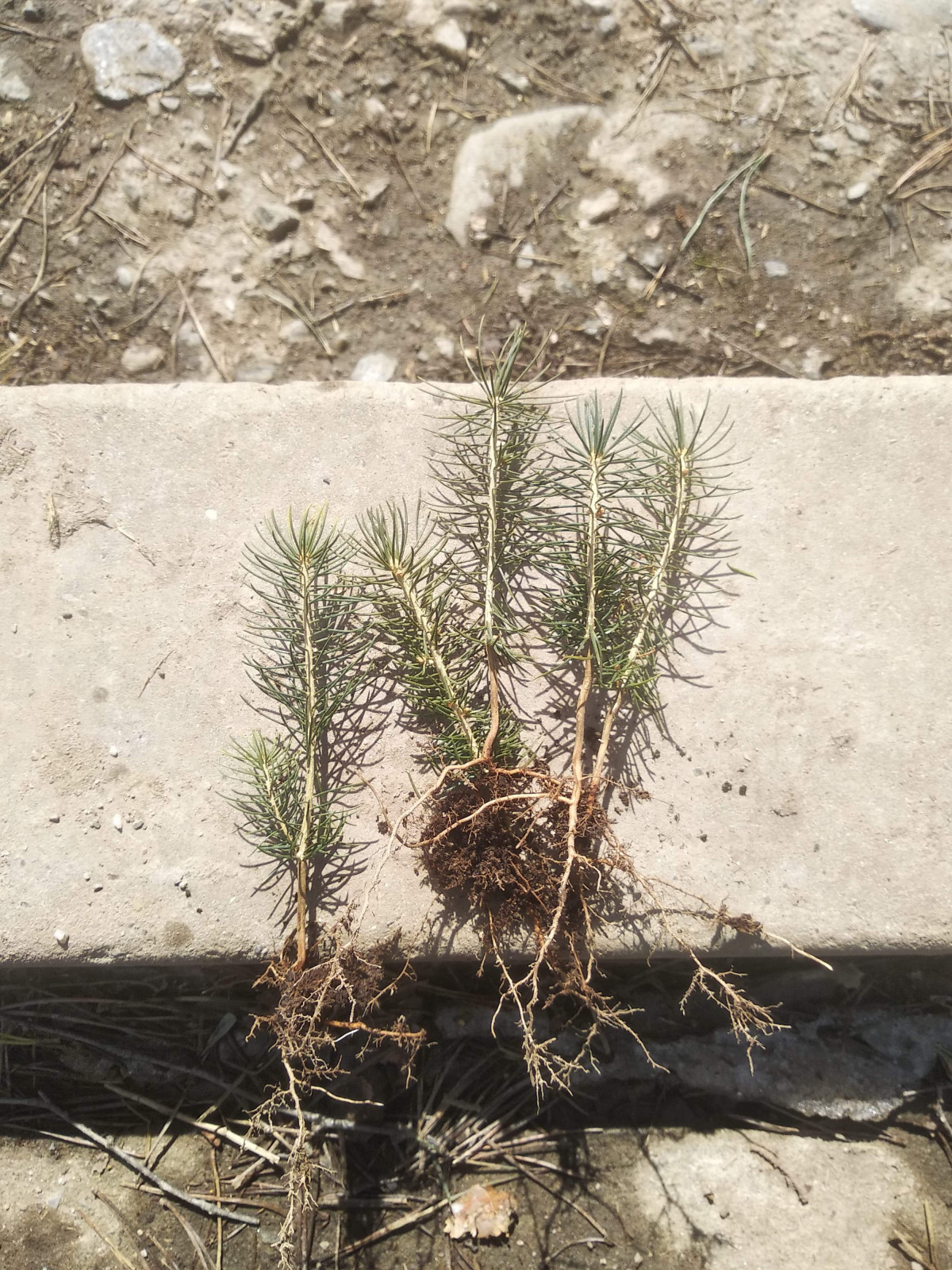 Puieti Ornamentali, Producator, Puieti Ornamentali Importator, Puieti ...