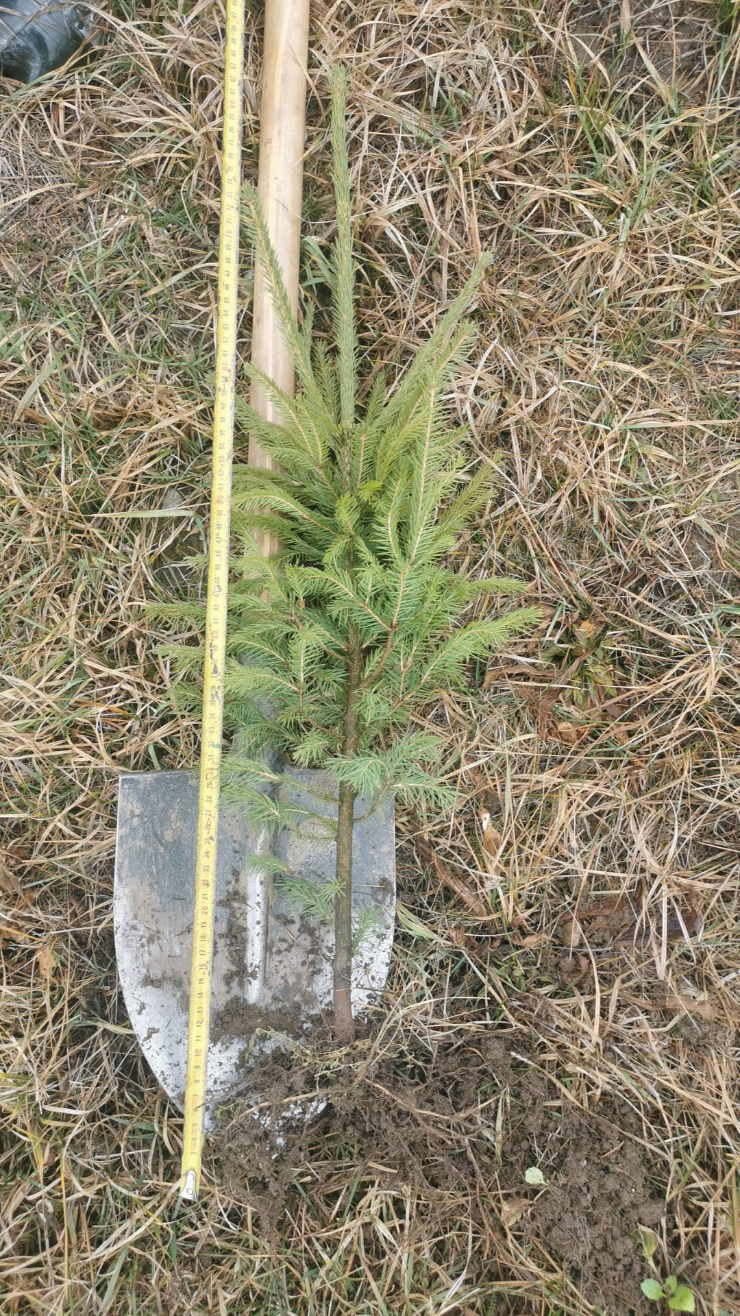 Puieti Forestieri De Vanzare, Producator, Puieti Forestieri De Vanzare ...