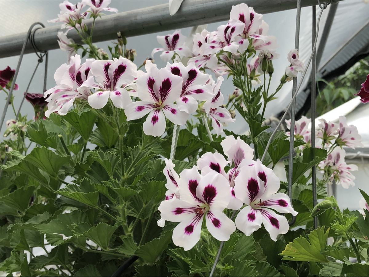 Flori La Ghiveci Ciorogarla ILFOV | Producator Flori La Ghiveci ILFOV ...