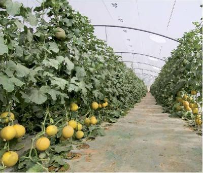 Seminte Legume Matca GALATI | Ingrasaminte Chimice GALATI | MARCOSER